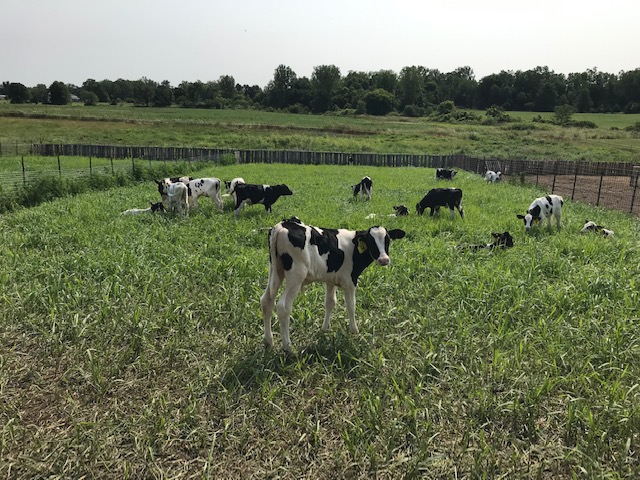 Calf Care Vet – Caring for calves….and about the people who raise them.